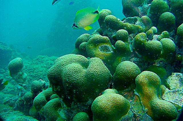 REGIONAL PLANICIE COSTERA Y GOLFO DE MEXICO:::CONANP